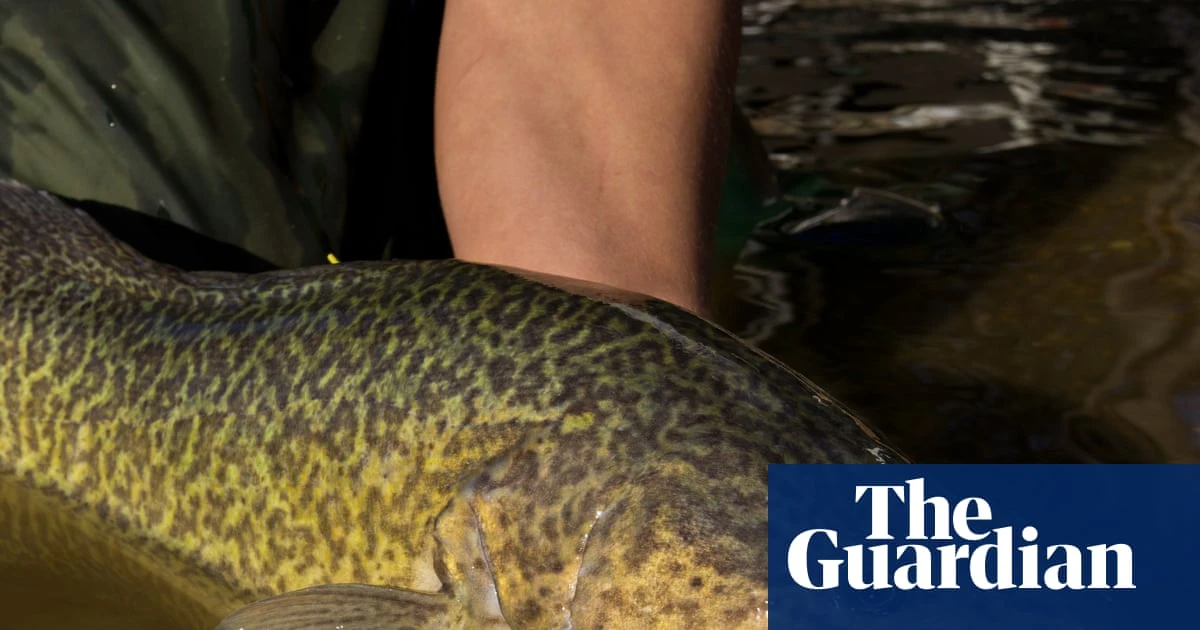 The not-so-little Murray cod that could: fish tracked swimming 900km ...